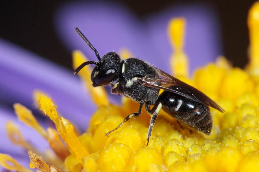 Five Dishes on Your Thanksgiving Table That You’ll Miss Without Bees ...